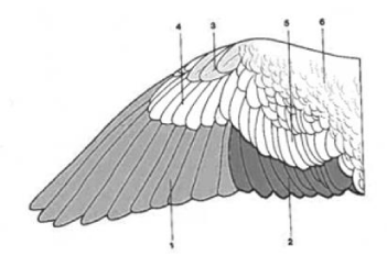 left wing of a pigeon showing the primary flight feathers (1 ...