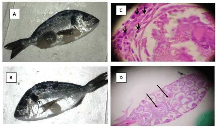Case Report: First occurrence of Lymphocystis disease virus 3 (LCDV-Sa ...